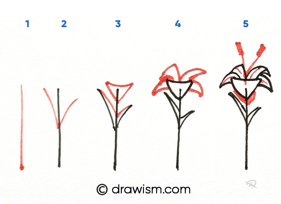 How to Draw Easy Pen Flower Doodles for Beginners