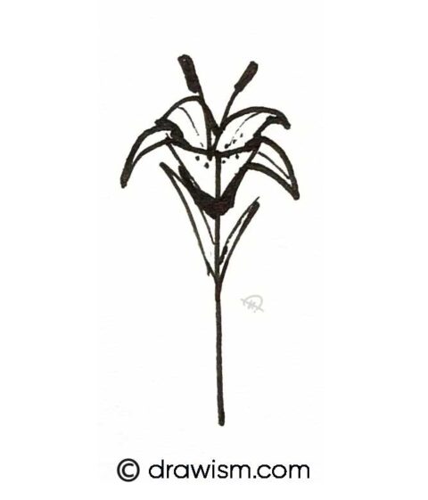 How to Draw Easy Pen Flower Doodles for Beginners