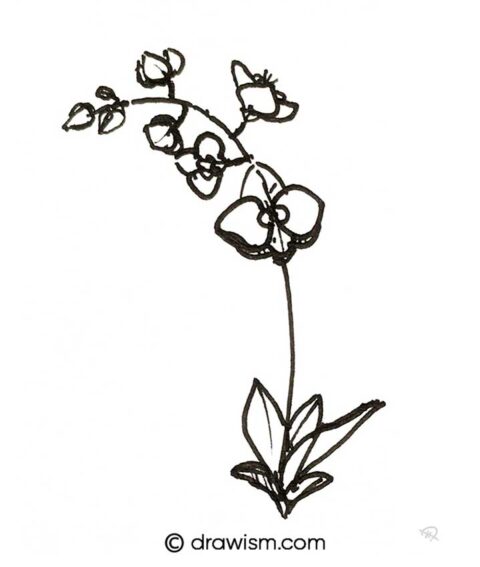 10 Beautiful Yet Simple Types of Flower Doodles To Draw