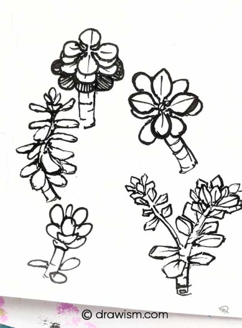 How to Draw Succulent Doodles Easy for Beginners - Drawism Studio